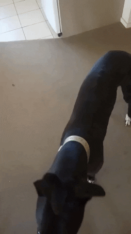 Blind greyhound realises he's going for a walk!! : aww