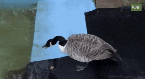 Goose GIF - Find & Share on GIPHY
