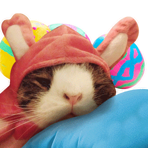 Cool Cat Chill GIF - Find & Share on GIPHY