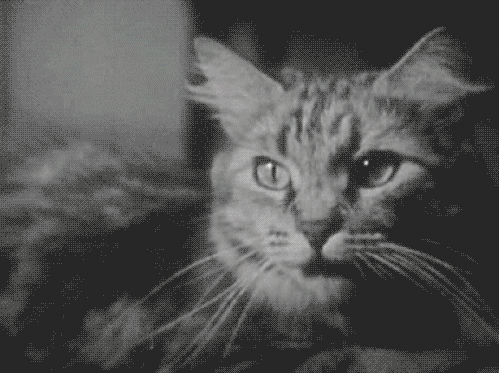 Cat Talking GIF - Find & Share on GIPHY