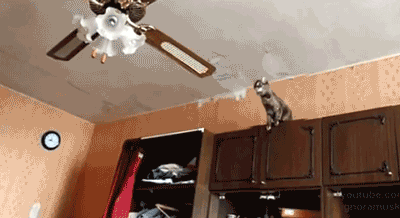 Cat Jumping GIF - Find & Share on GIPHY