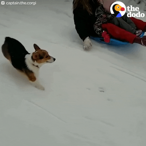Snow Corgi GIF by The Dodo - Find & Share on GIPHY