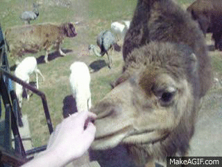Camel GIF - Find & Share on GIPHY