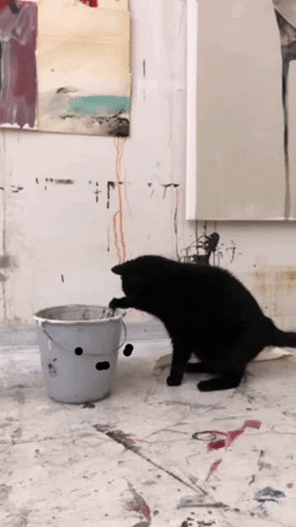 Cat Stop It GIF - Find & Share on GIPHY