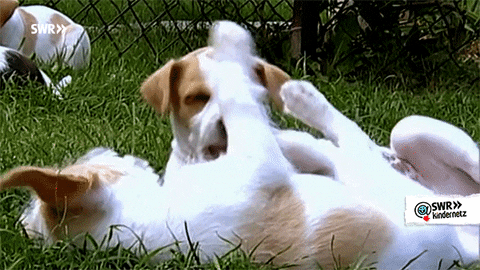 Dog Love GIF by SWR Kindernetz - Find & Share on GIPHY