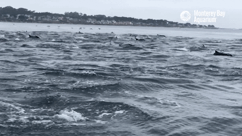 Celebrate Pacific Ocean GIF by Monterey Bay Aquarium - Find & Share on ...
