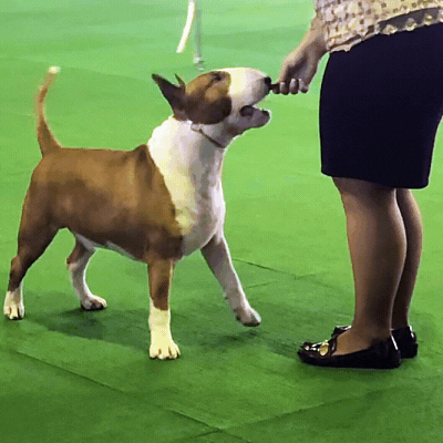Dog Show GIF by Westminster Kennel Club - Find & Share on GIPHY