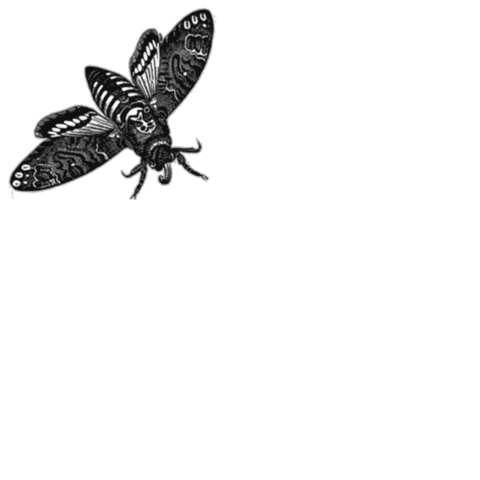 Moth Blackcraft Sticker by Hot Topic for iOS & Android | GIPHY