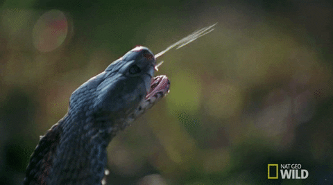Weird Animals GIF by Nat Geo Wild - Find & Share on GIPHY