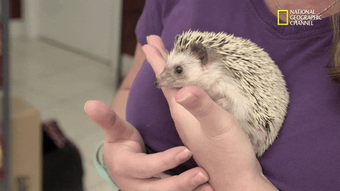 Nat Geo Wild Hedgehog GIF by Dr. K's Exotic Animal ER - Find & Share on ...