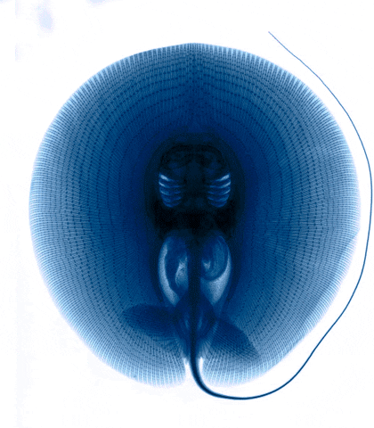 Stingray GIF by A.M.T.G. G.G. - Find & Share on GIPHY