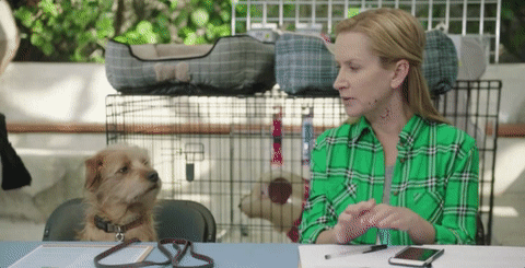 Dog #Lifeinpieces GIF by CBS - Find & Share on GIPHY
