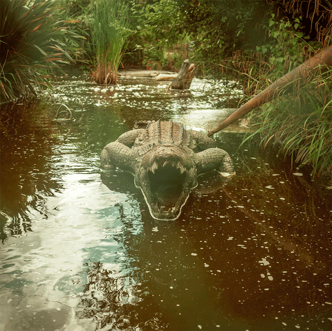 Alligator Swamp GIF by Nino Paulito - Find & Share on GIPHY