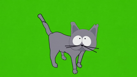 Cat Mr. Kitty GIF by South Park - Find & Share on GIPHY