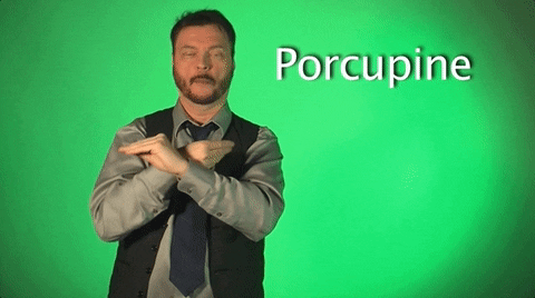 Sign Language Porcupine GIF by Sign with Robert - Find & Share on GIPHY
