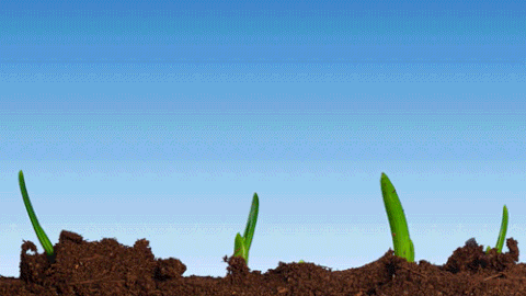 Plants Grass GIF by PBS Digital Studios - Find & Share on GIPHY