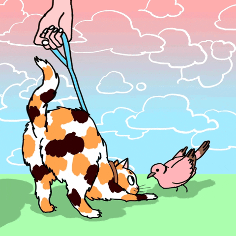 Cat On A Leash GIFs - Get the best GIF on GIPHY