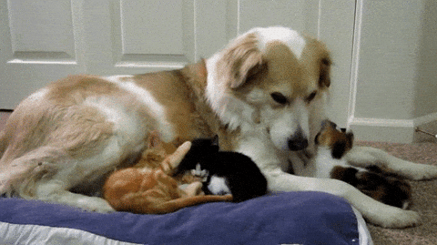 Dog Playing GIF by JustViral.Net - Find & Share on GIPHY