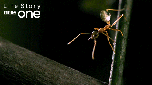 Bbc One Bug GIF by BBC - Find & Share on GIPHY