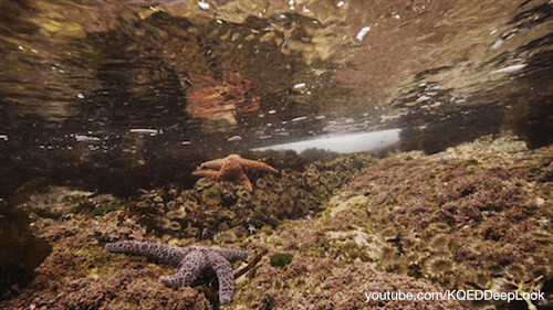 Sea Urchins Ocean GIF by PBS Digital Studios - Find & Share on GIPHY
