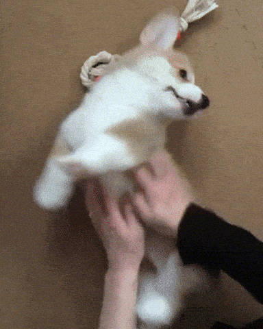 Time Puppy GIF by JustViral.Net - Find & Share on GIPHY