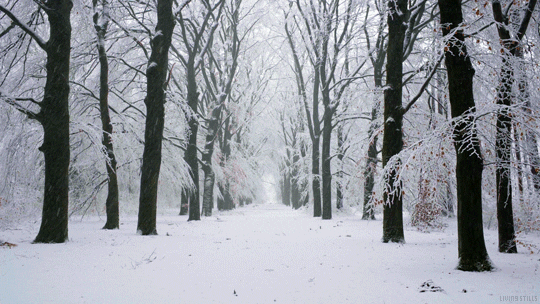 Snow Winter GIF by Living Stills - Find & Share on GIPHY