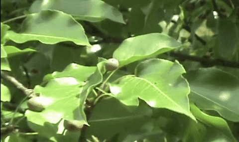 Callery Pear La Trees GIF by alixmcalpine - Find & Share on GIPHY