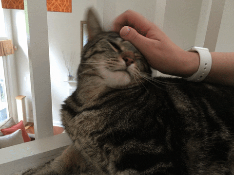 Ear scratch and chin rub : cats
