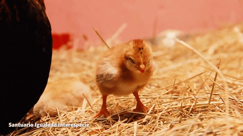 - Find & Share on GIPHY