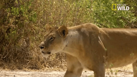 Savage Kingdom Big Cat Week GIF by Nat Geo Wild - Find & Share on GIPHY