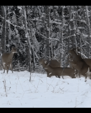 Stomping Slow Motion GIF by Winkelman - Find & Share on GIPHY