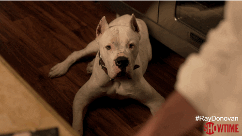 Ray Donovan Dono Dog GIF by Showtime - Find & Share on GIPHY