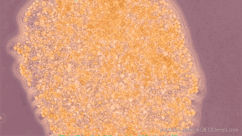 Protists GIFs - Find & Share on GIPHY