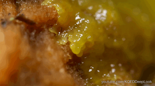 Slime Molds Video GIF by KQEDScience - Find & Share on GIPHY