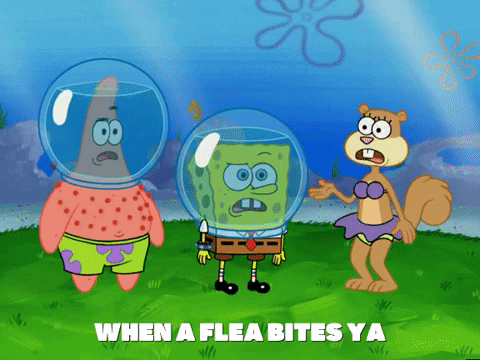 Season 5 Episode 10 GIF by SpongeBob SquarePants - Find & Share on GIPHY