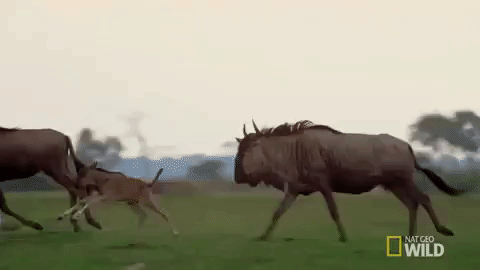 Nat Geo Wild Stampede GIF by Savage Kingdom - Find & Share on GIPHY