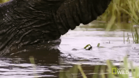 Nat Geo Wild GIF by Savage Kingdom - Find & Share on GIPHY