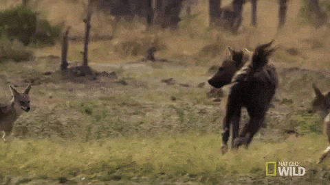 Nat Geo Wild Hyena GIF by Savage Kingdom - Find & Share on GIPHY