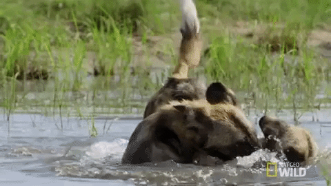 Nat Geo Wild Play Fight GIF by Savage Kingdom - Find & Share on GIPHY