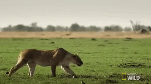 Nat Geo Wild Lion GIF by Savage Kingdom - Find & Share on GIPHY