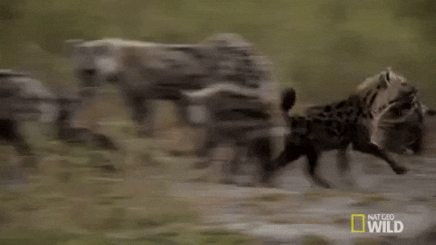 Nat Geo Wild Hyena GIF by Savage Kingdom - Find & Share on GIPHY