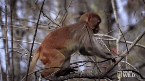 United States Of Animals GIF by Nat Geo Wild - Find & Share on GIPHY