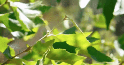 California Sycamore La Trees GIF by alixmcalpine - Find & Share on GIPHY