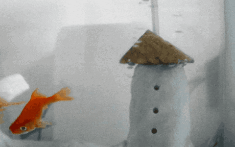 Aquarium GIFs - Find & Share on GIPHY