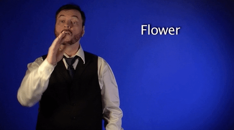 Sign Language Flower GIF by Sign with Robert - Find & Share on GIPHY
