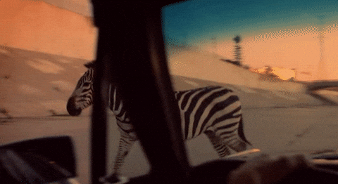 Ride Em On Down Zebra GIF by The Rolling Stones - Find & Share on GIPHY