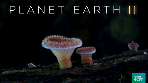 Glow Planet Earth 2 GIF by BBC Earth - Find & Share on GIPHY