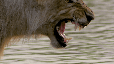 Nat Geo Wild Lion GIF by Savage Kingdom - Find & Share on GIPHY