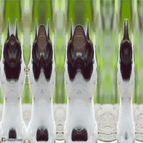 Cat Distort GIF by Psyklon - Find & Share on GIPHY