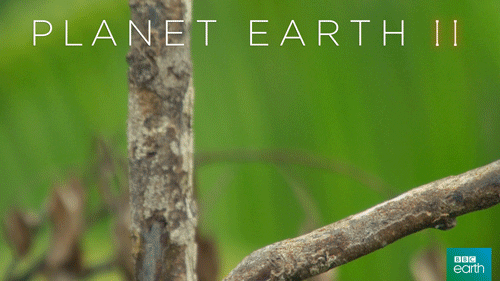 Planet Earth 2 Bird GIF by BBC Earth - Find & Share on GIPHY
